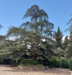 Cedru la Ierusalim - REVISTA BAABEL